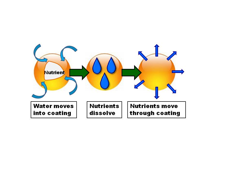 Managing Plant Nutrients: What are coated fertiizers?