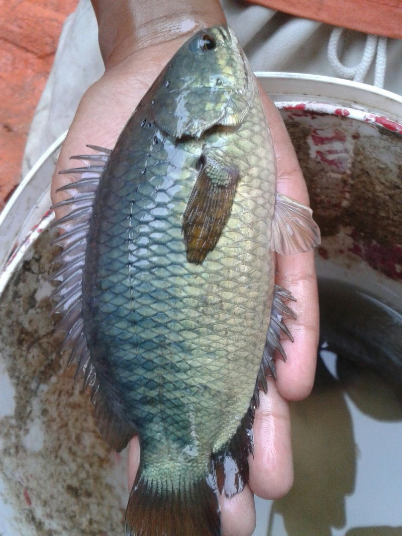 Ikan Hias Betok/Bethik (Climbing Perch Fish) Dan Cara Budidayanya ...