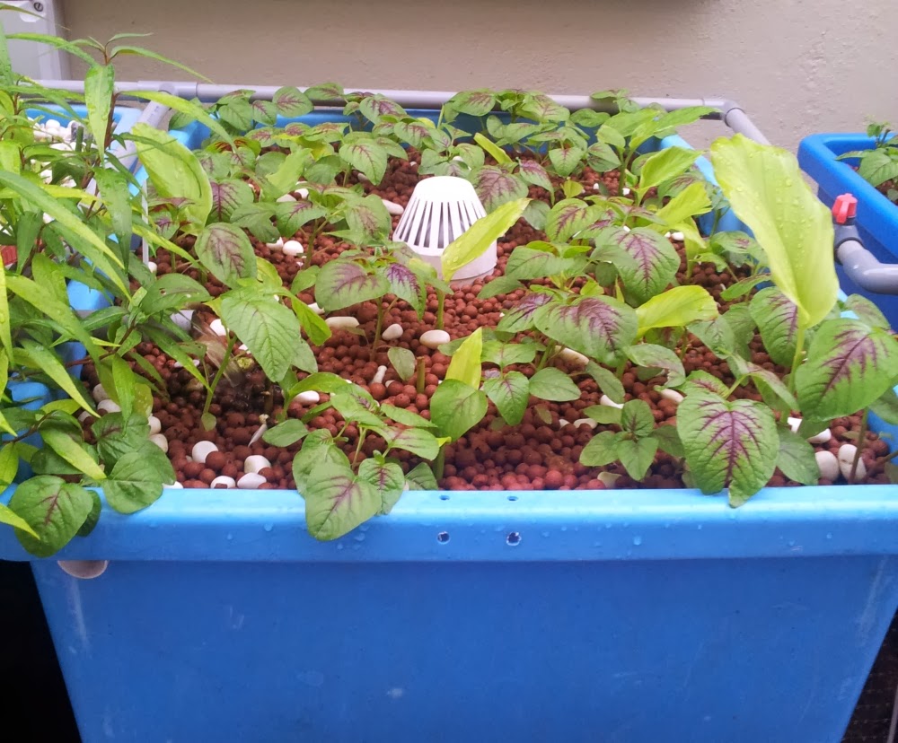 Affnan's Aquaponics: Bayam Getting Bigger