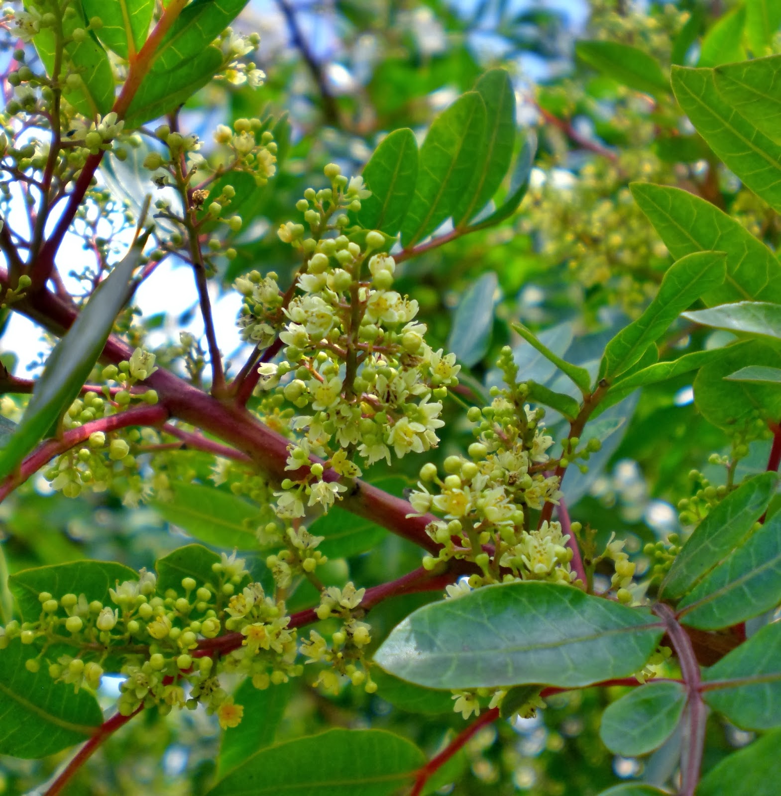 Schinus terebinthifolius | Flores colombia