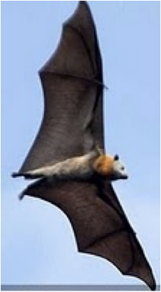 Tongan Tropical Moist Forests: Mammals