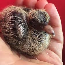 Mi pichon de cuculi ( Zenaida Meloda): COMO ALIMENTAR UN PICHÓN DE ...