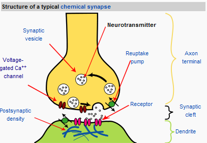 Beta Blog: Protein found that orchestrates neural communication