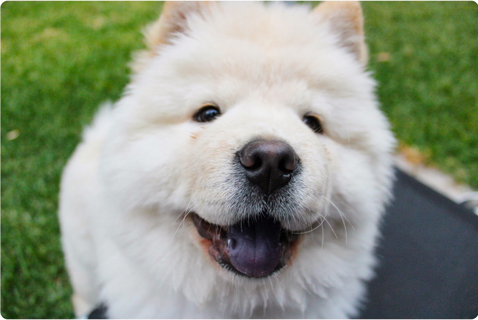 pinkqwerty: Creamy the Cream Chow Chow Puppy