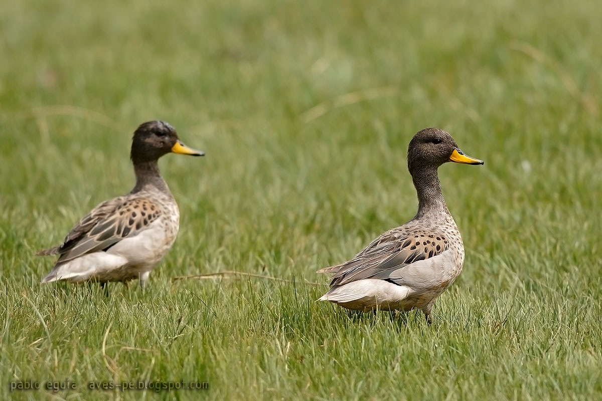 mis fotos de aves: Anas flavirostris Pato Barcino Yellow-billed Teal