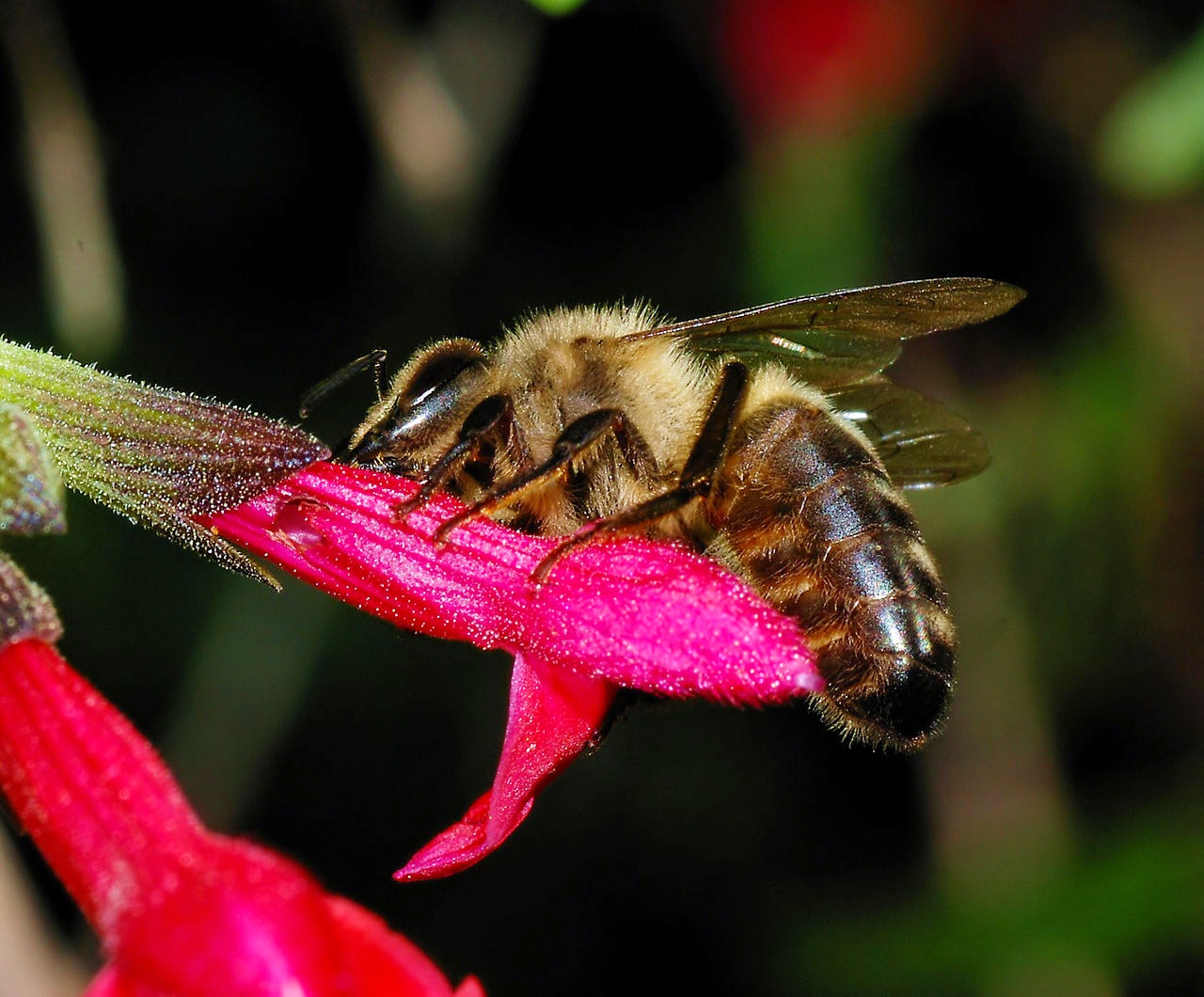 Biodiversity Science: Honey bee conservation