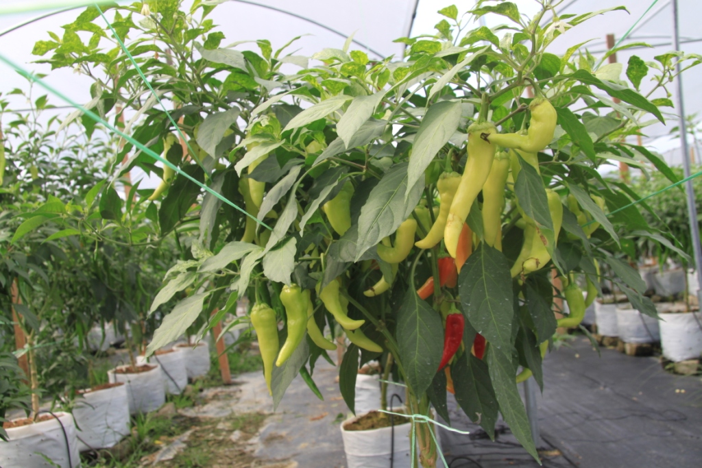 My little vegetable garden: GROWING CHILI on a large scale.