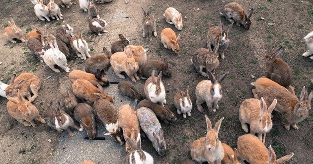 ♠ ♠ NOTICIAS INSOLITAS ♠ ♠: 5 Cosas Raras del Mundo