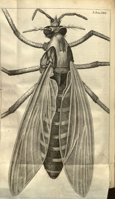 facsimilium: Micrographia