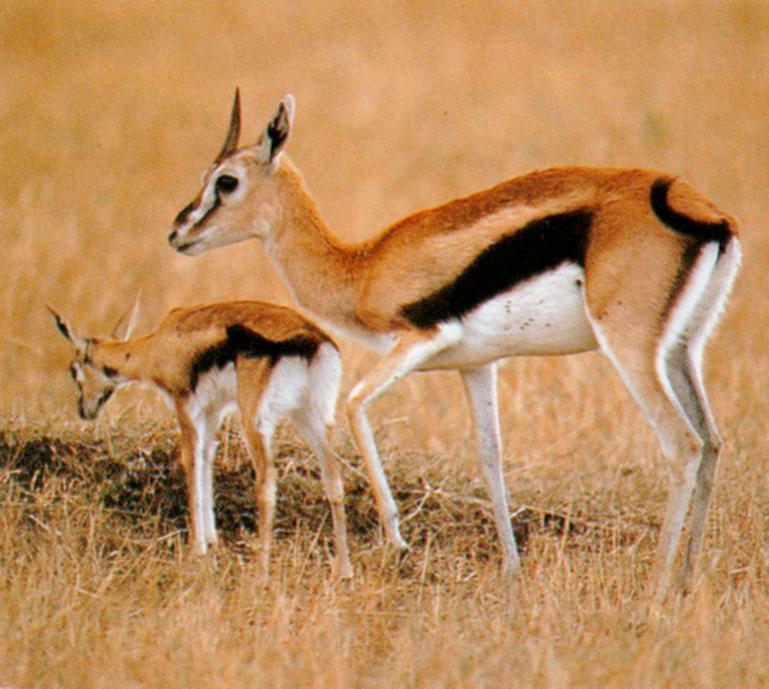 Incredible Animals: Thomson's gazelle; Fouth Fastest Animal on Earth
