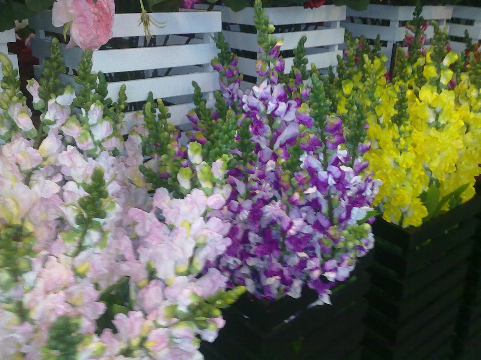 Nani Florist: HIMPUNAN BUNGA-BUNGA ORKID WARNA WARNI