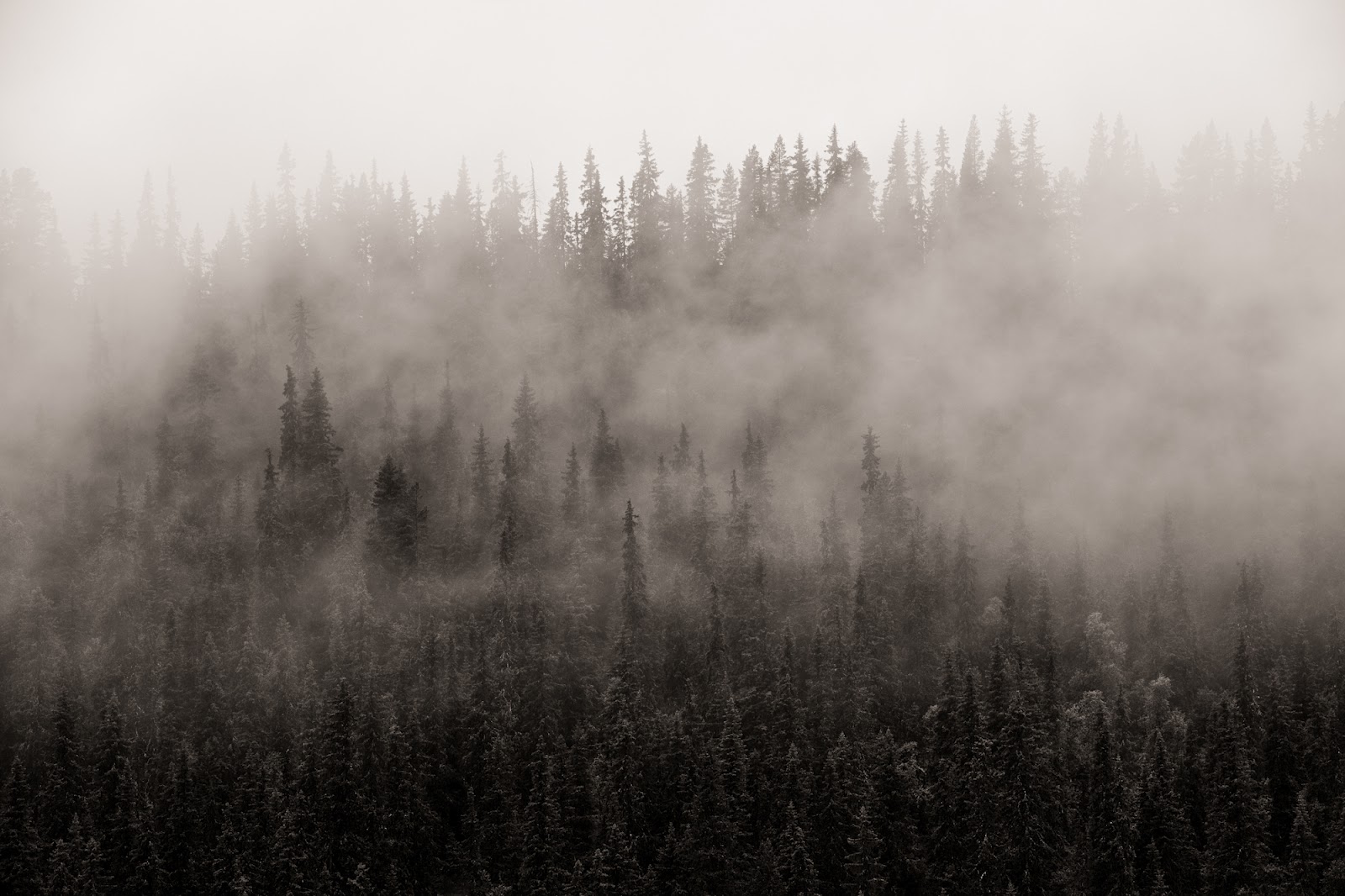 TS_Johansen Photography: B&W