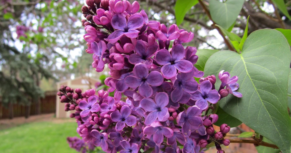 Hiking Colorado: Lilac In The Air