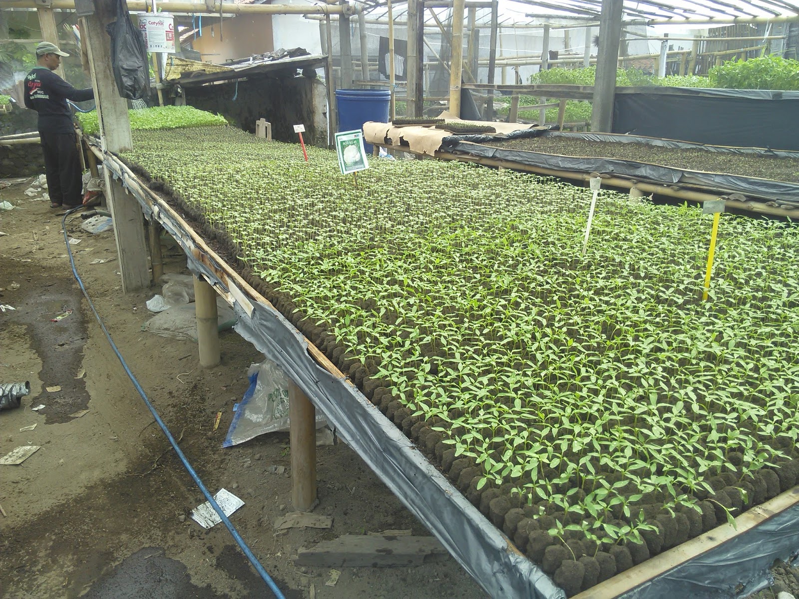 TANIOCU: Usaha Pembibitan Cabe