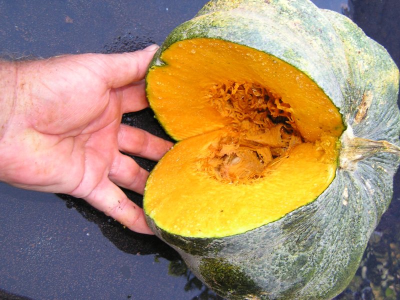 John Starnes Urban Farm Calabaza Pumpkins Derived From The Tropical john-starnes-urban-farm-calabaza-pumpkins-derived-from-the-tropical