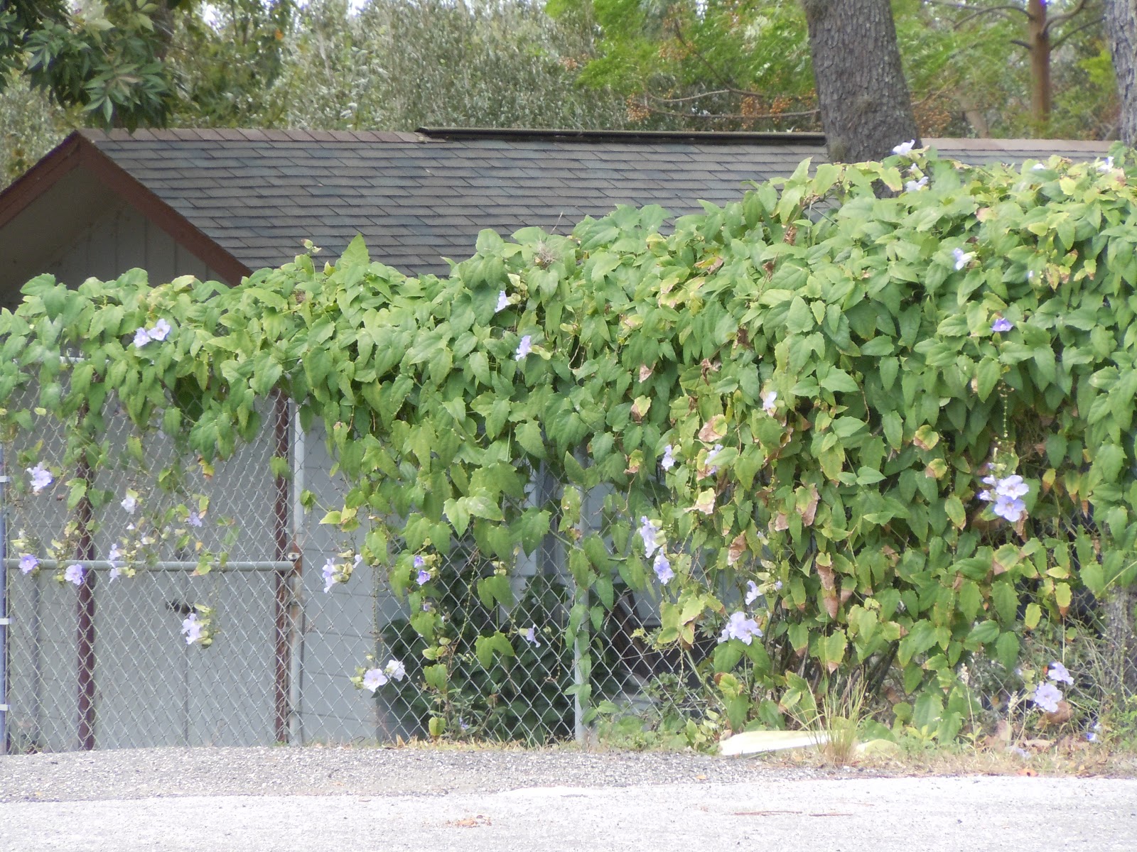 Simply Living: Vines are...divine!