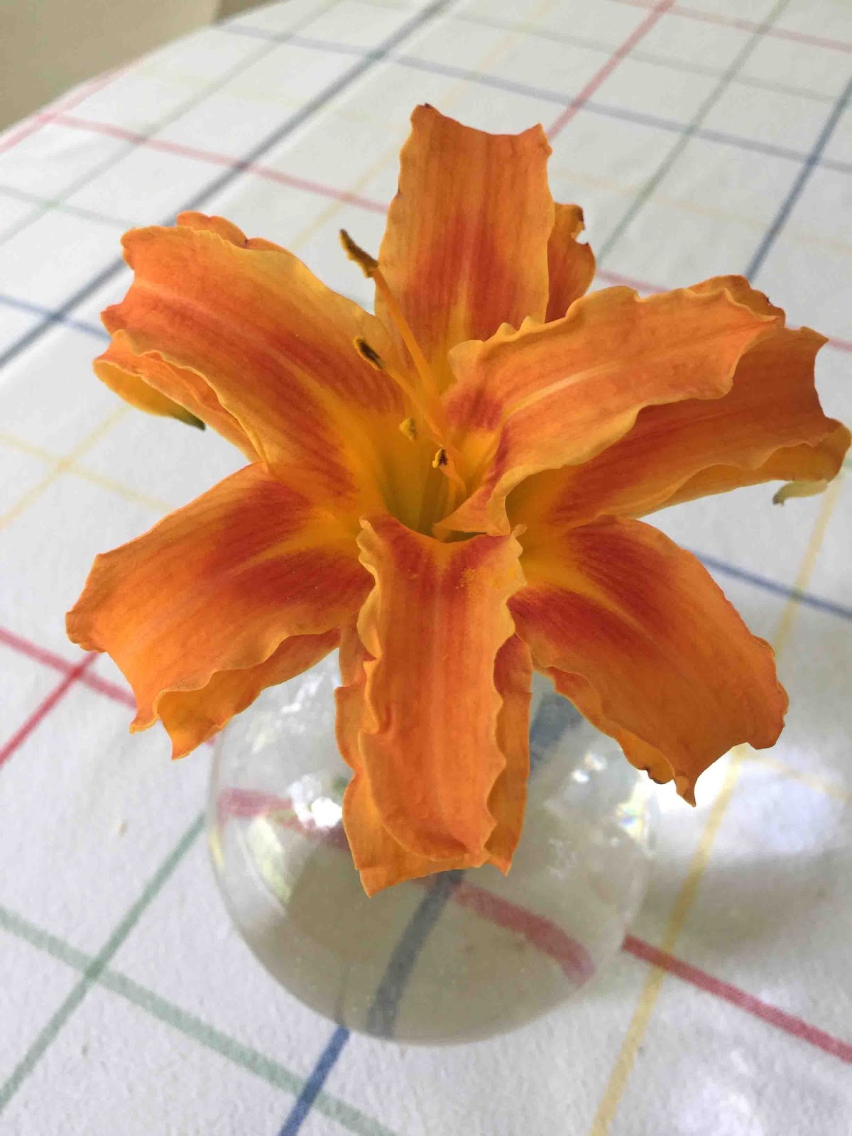 MARIETTE'S BACK TO BASICS: {Our 2016 Double Orange Daylily or Hemerocallis}