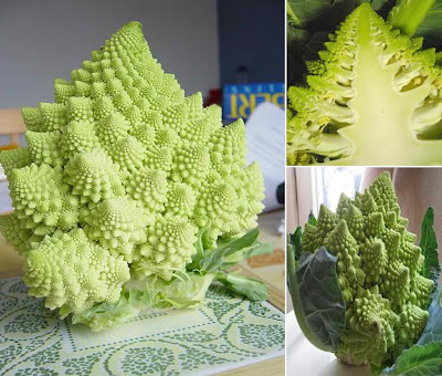 Sacred Geometry in Romanesco broccoli - Stunning Interesting Facts