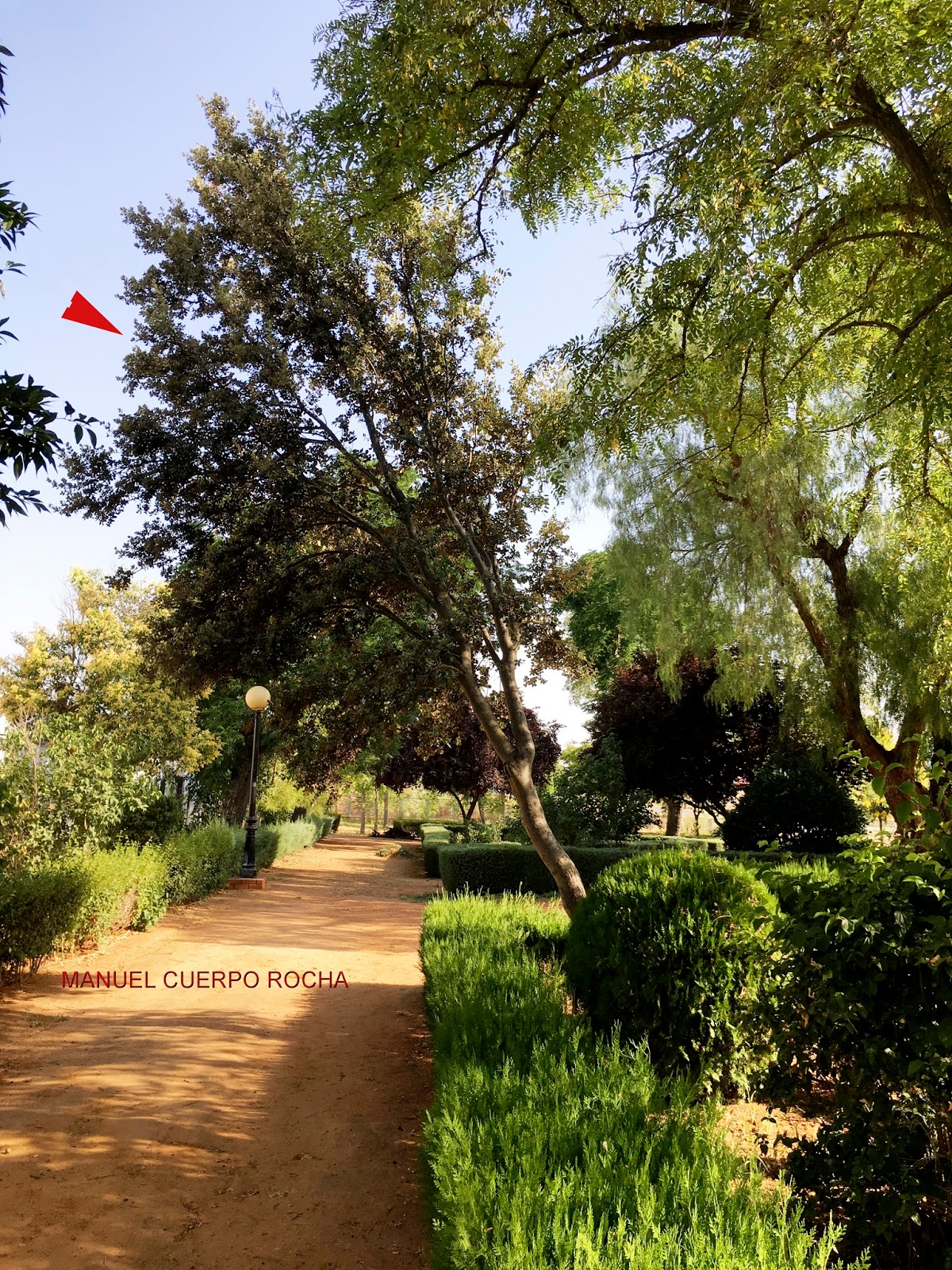 MONOGRAFÍAS TEMÁTICAS DE MONTIJO Y COMARCA DE LÁCARA: PARQUE MUNICIPAL ...