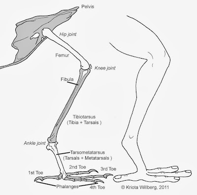 Animal Science Chicken Dissection: Skeleton and Bone