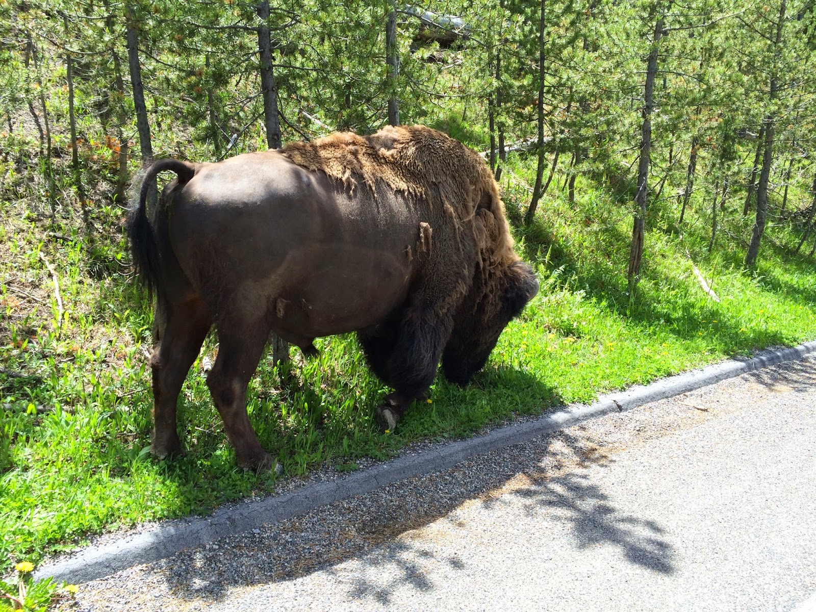 It's Fun 4 Me!: The Great American Road Trip: Yellowstone National Park ...