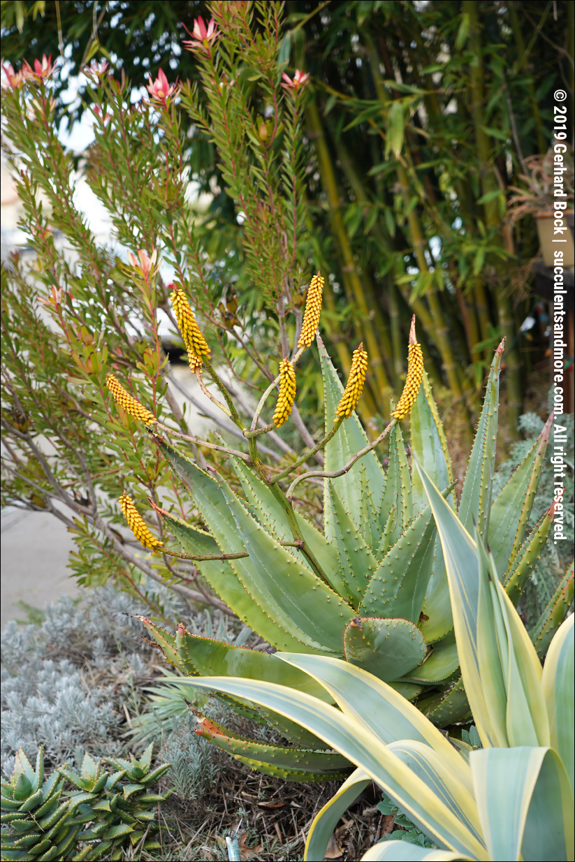 ...which of these aloes is the prettiest of all?