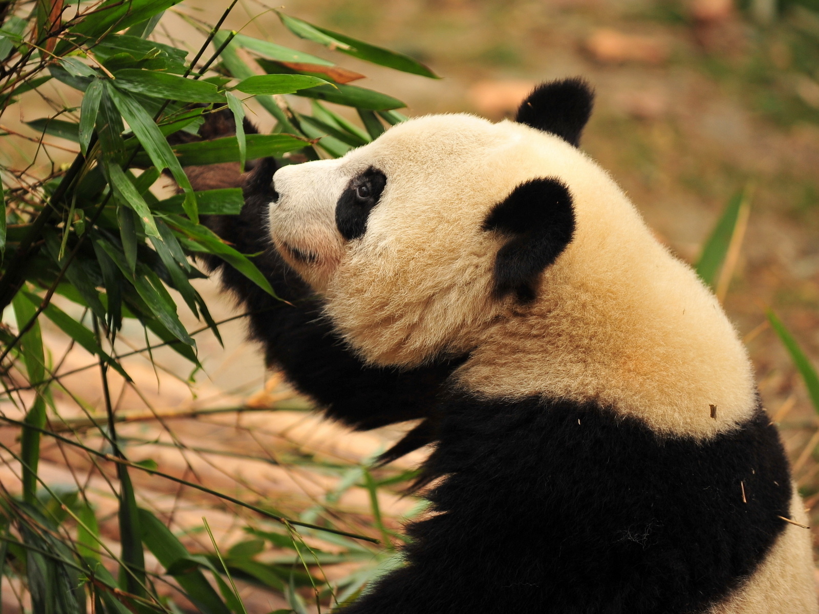 Fotografías de osos divertidos en el bosque