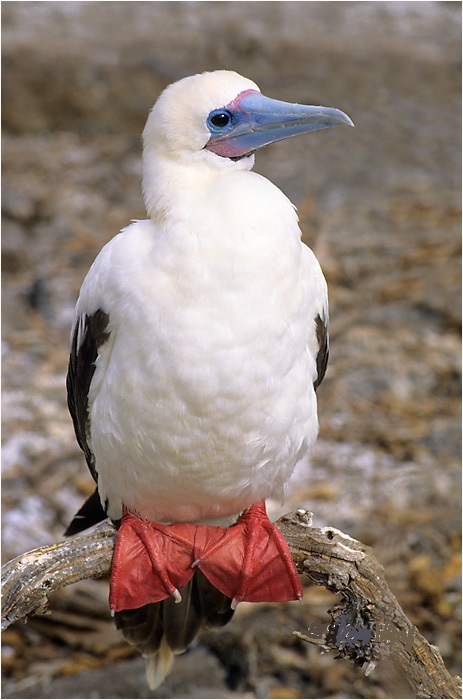 RED FOOTED BOOBY photos - wallpapers | the fun bank