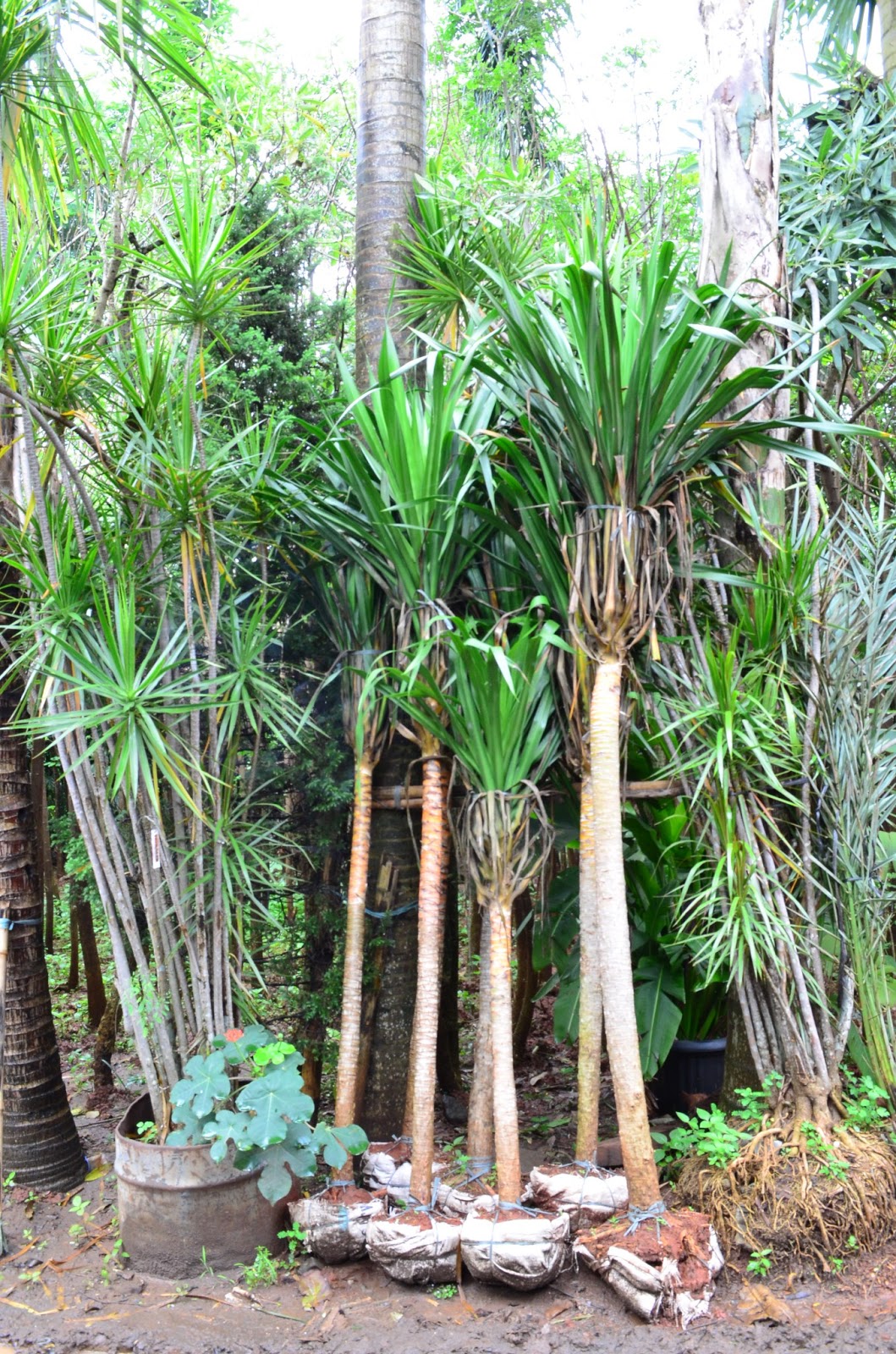 Mekar Jaya Flora: Pandan Bali