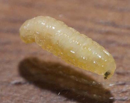 Springfield Plateau: Monarch Parasitoid Tachinid Flies