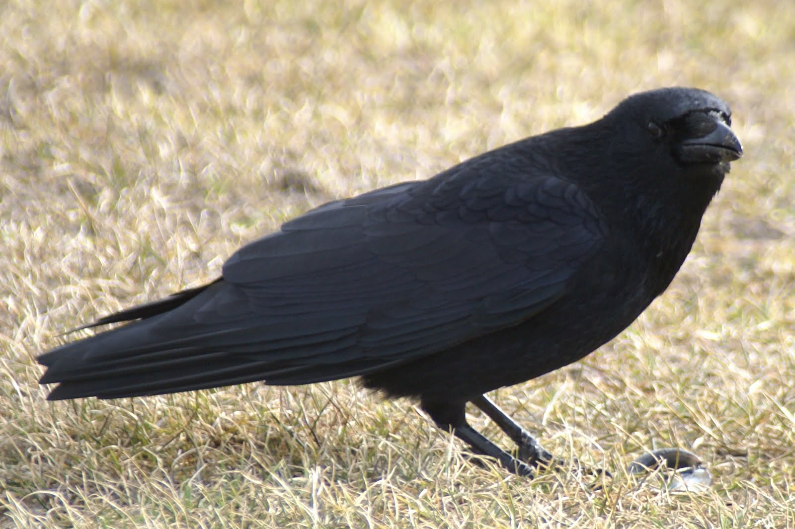Vogels: Gaaien en Kraaien