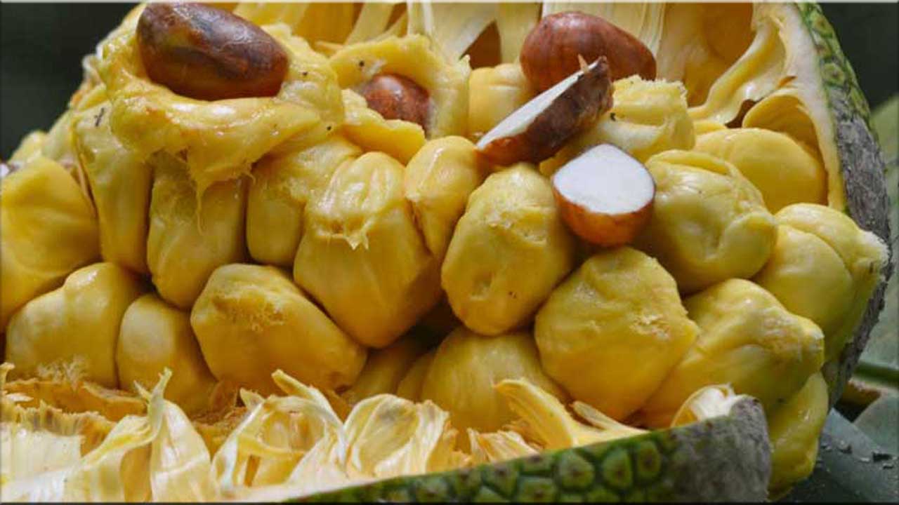 Baru 38+ Gambar Buah Cempedak