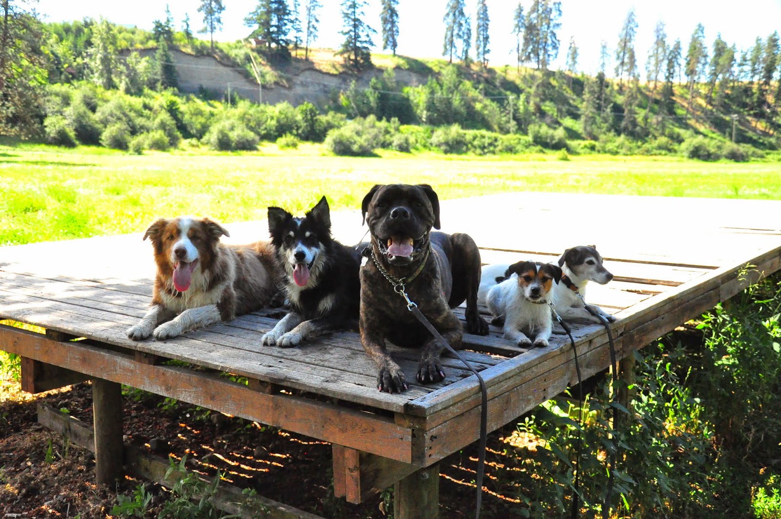 Excel Your Dogs Training: Jenny