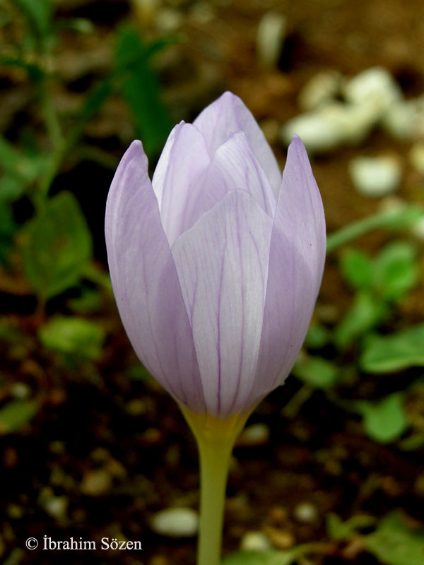 The Country Of Crocuses: Crocus kotschyanus subsp. kotschyanus