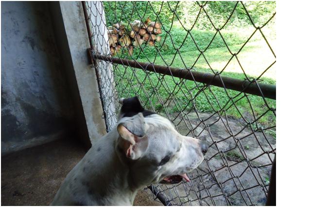Dogs in Brazil: Pitbulls to Donate here