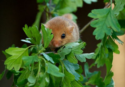 British Wildlife Centre ~ Keeper's Blog: Common Dormouse; Conservation