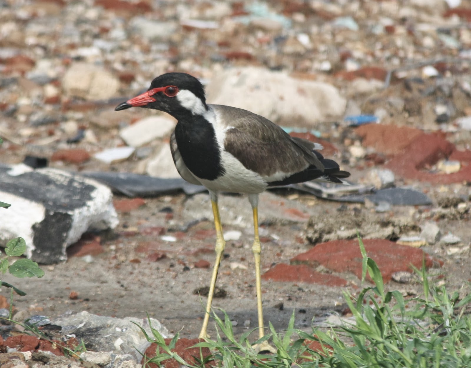 Birds in Delhi(India): Red Wattled Lapwig