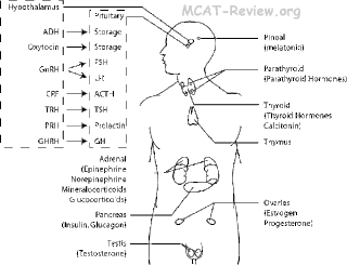 A&P Portfolio: Objective11,12,13: Understand Structure and Function of ...