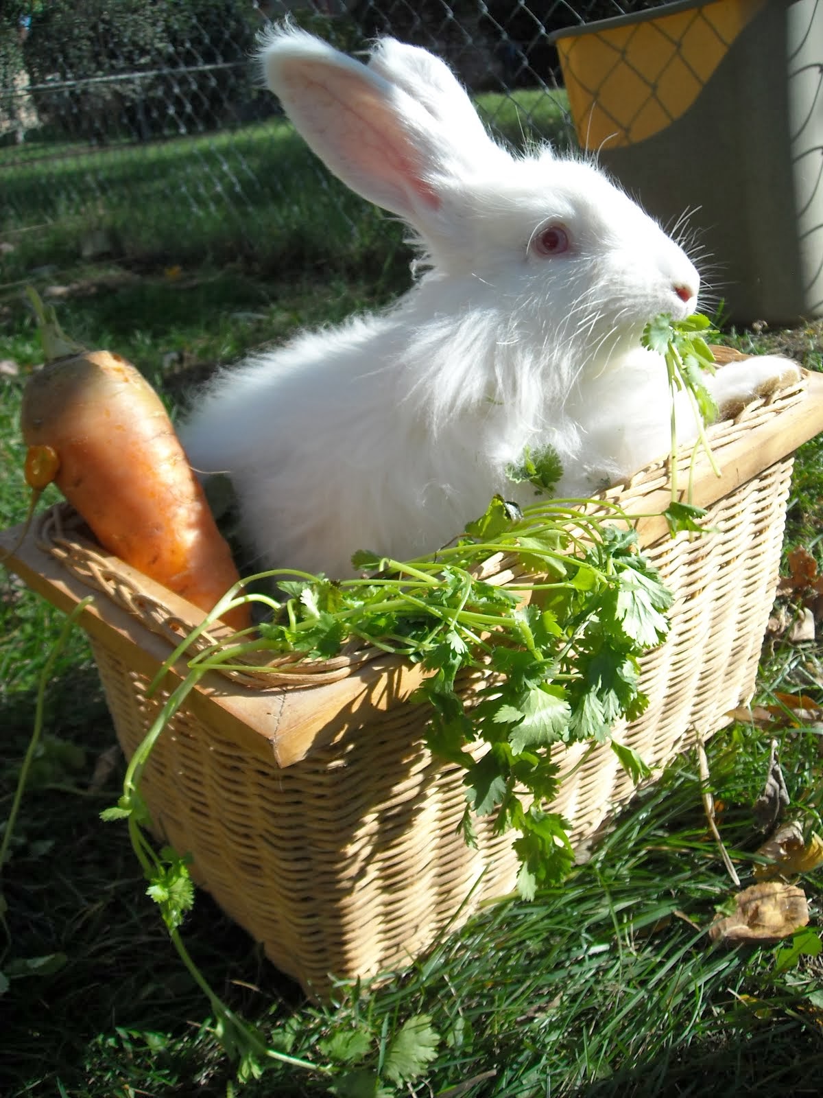 S.T.E.M. BUNNIES - Events, Camps and Foster Rabbits: STEM JOBS