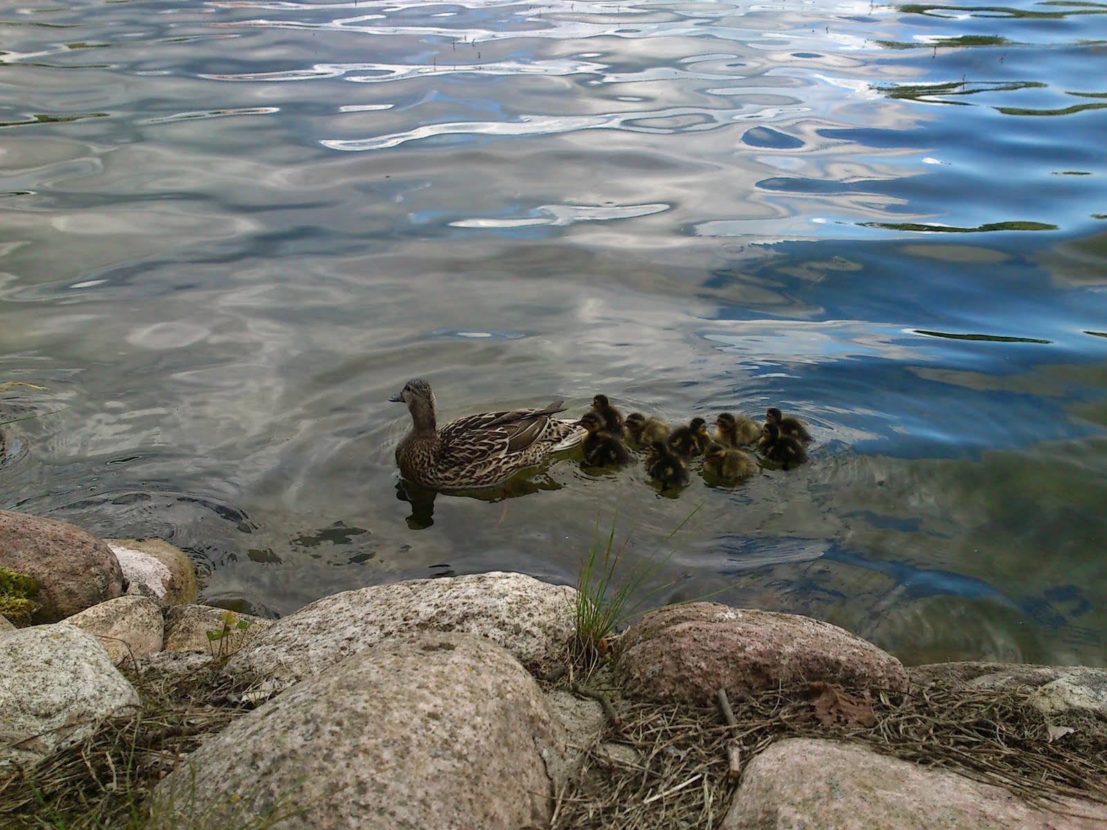 ~ Duck RP ~ | BackYard Chickens - Learn How to Raise Chickens