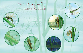 Metamorfosis Capung : Tahapan Proses, Gambar, dan Penjelasannya ...