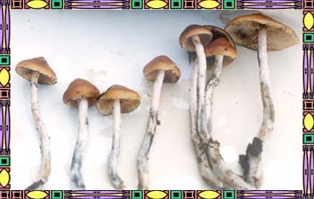 Magic Mushroom Hunters: Psilocybe azurescens