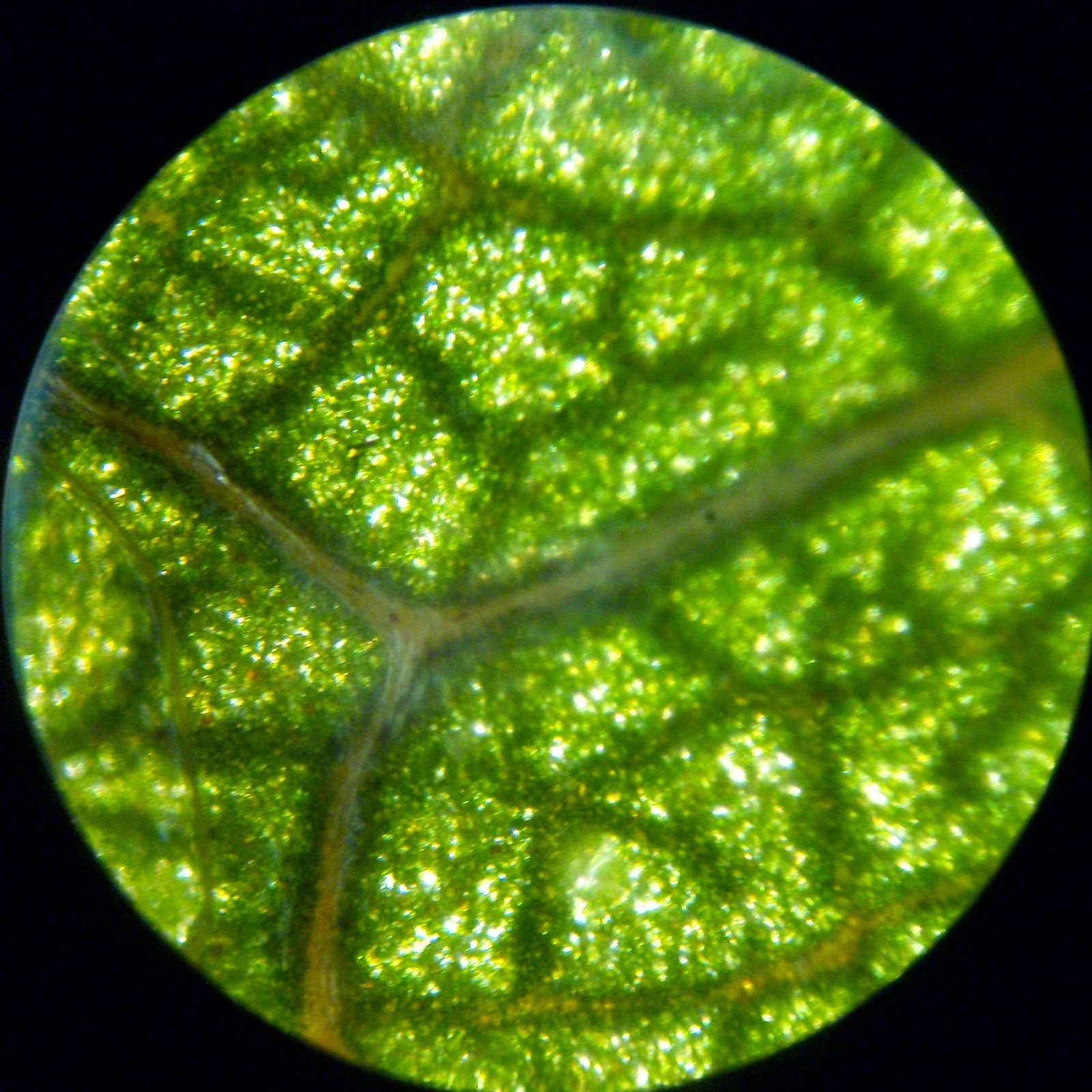 LE MICROSCOPE DU COLLÈGE WEILER (et la loupe monoculaire)