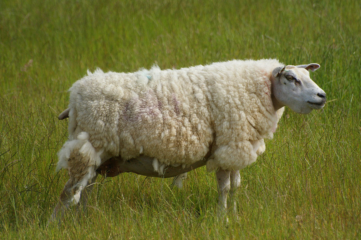 Schapen Achtergronden