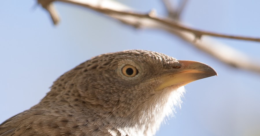 Birds of Saudi Arabia: Raydah Escarpemnt - Abha