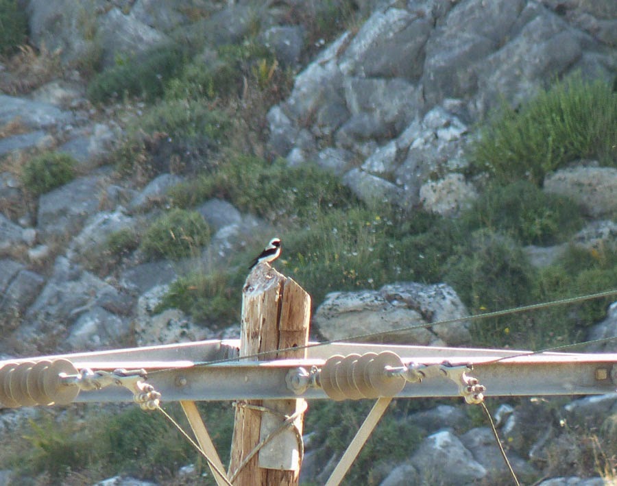 Axe Birding: Lindos, Rhodes, Greece - The Birds