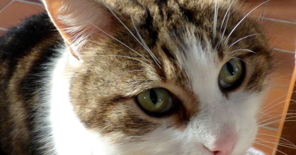 sim-brico-jardin: 'Ti Chat Mimi.