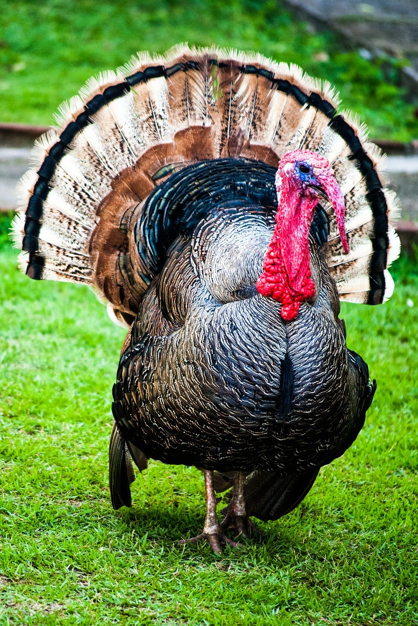 Lintukuvia: Kalkkuna