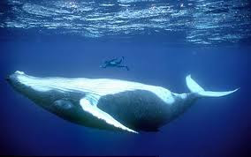 Csodálatos állatok: Kék Bálna