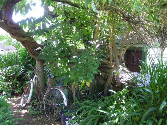 An angel in the garden: Our ancient plum tree a "Reeves"